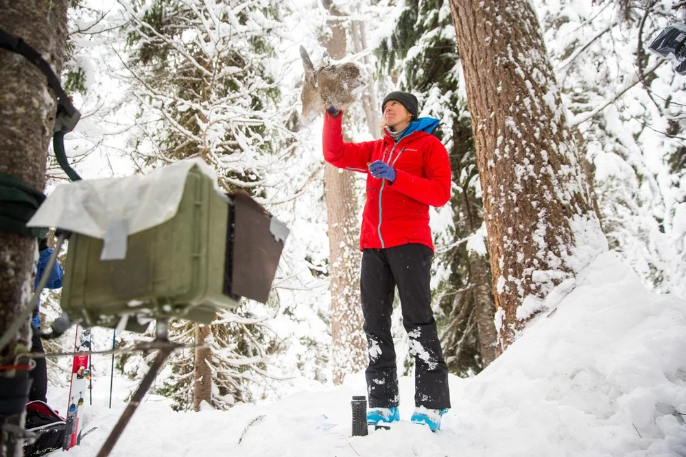 Finding Gulo Film Now Free To Watch Online — David Moskowitz Wildlife Tracking and Photography