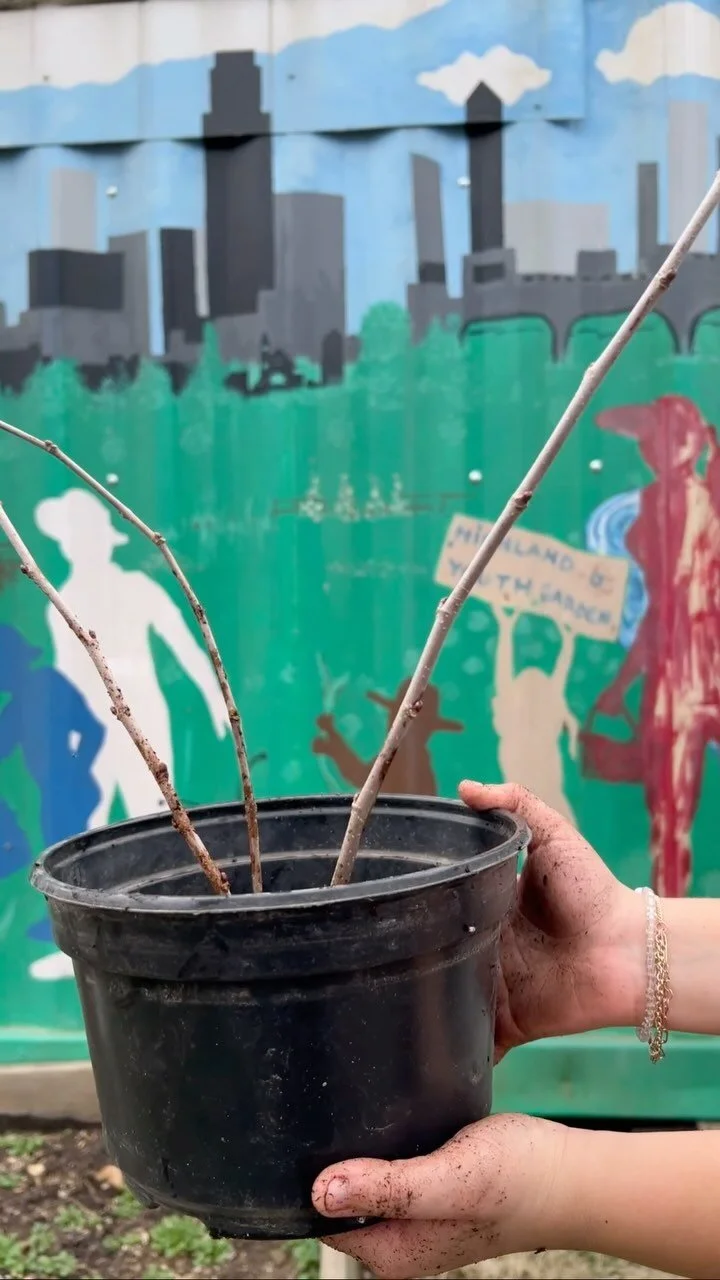 Highland Youth Garden