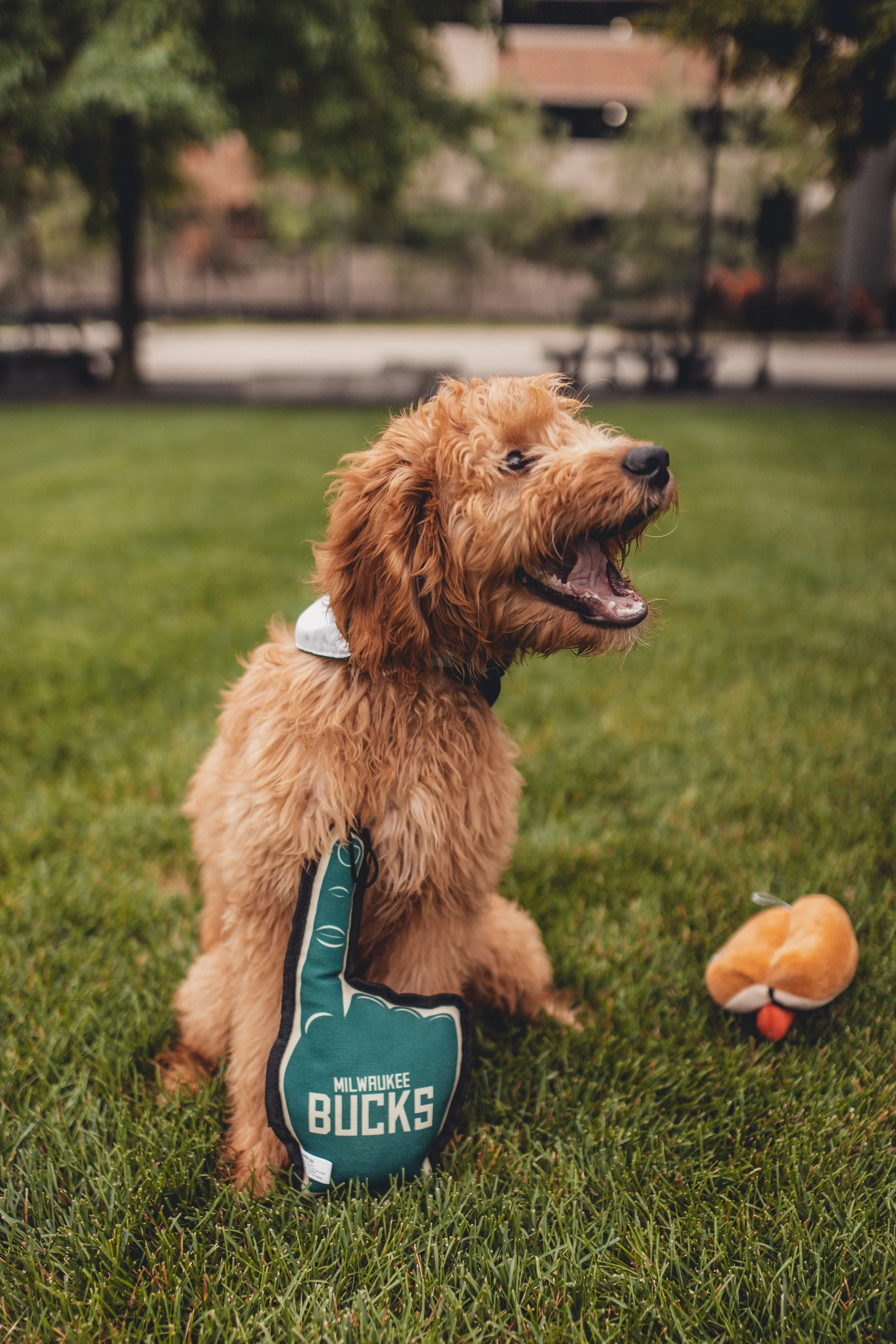 animals — Luke Witter