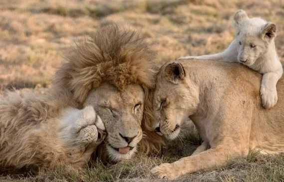 Lionheart Trauma Support Services, LLC