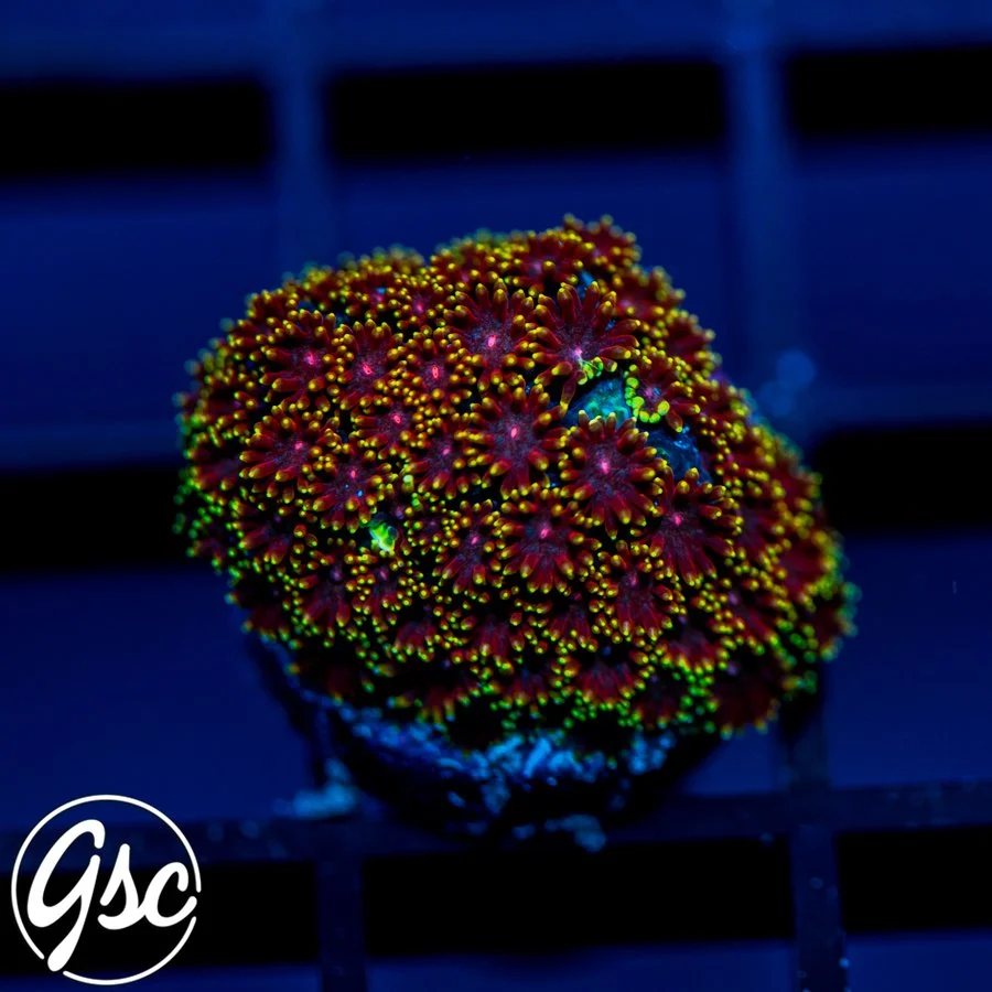 Golden State Corals - Aquacultured Corals