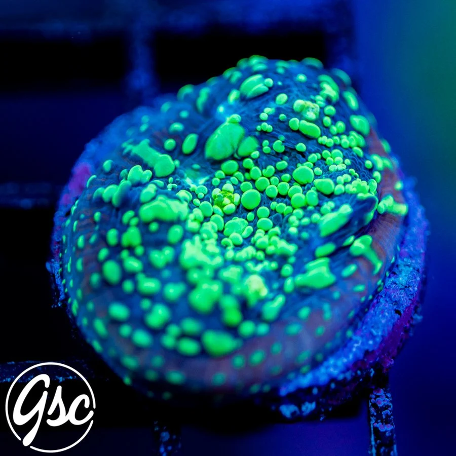 Golden State Corals - Aquacultured Corals