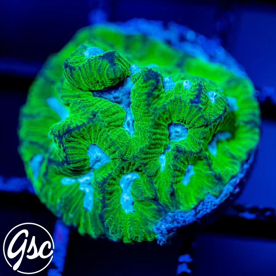 Golden State Corals - Aquacultured Corals