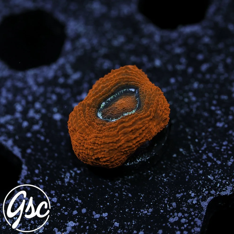 Golden State Corals - Aquacultured Corals