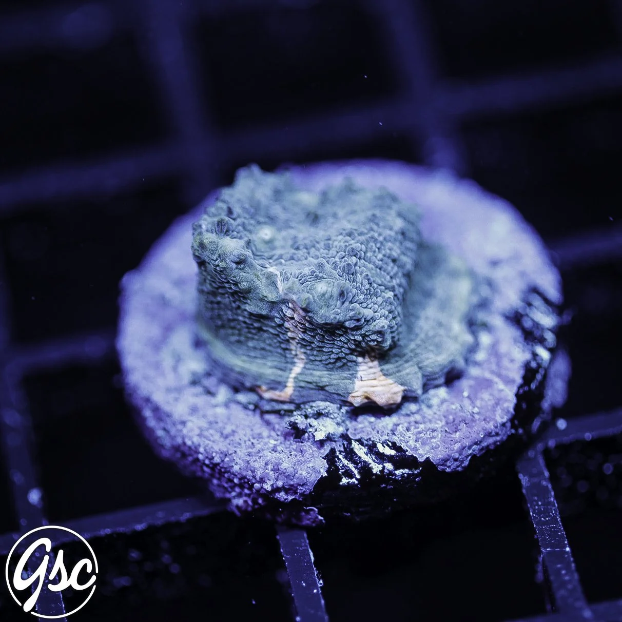 Golden State Corals - Aquacultured Corals