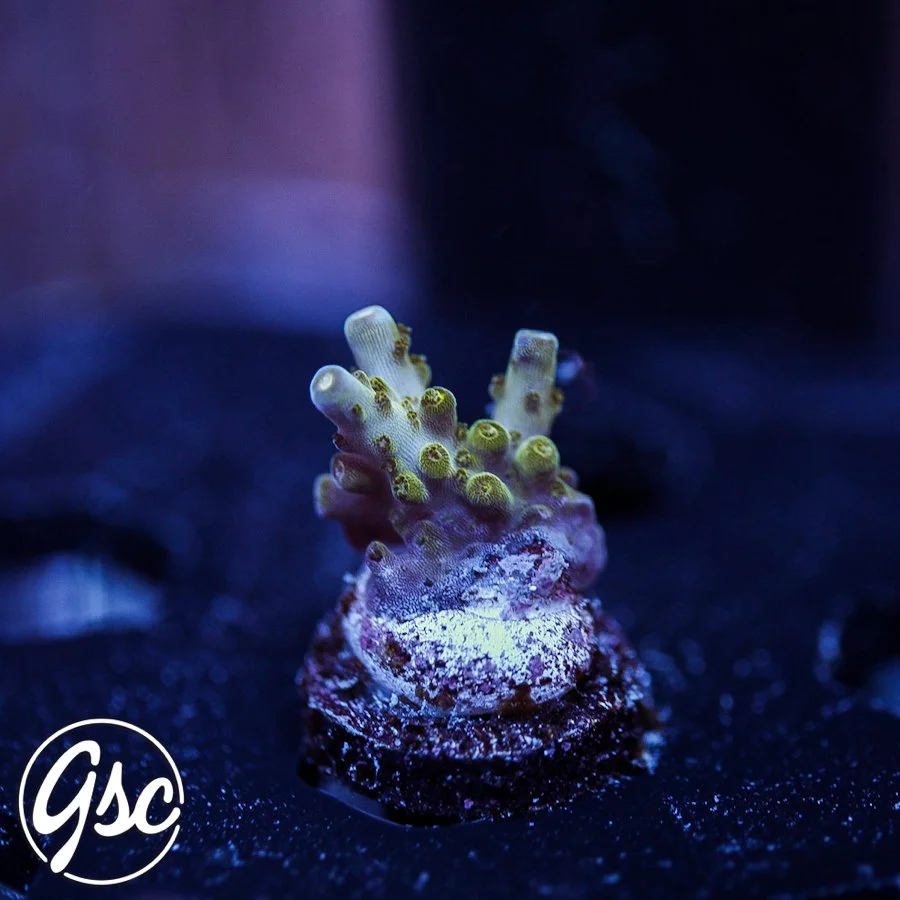 Golden State Corals - Aquacultured Corals