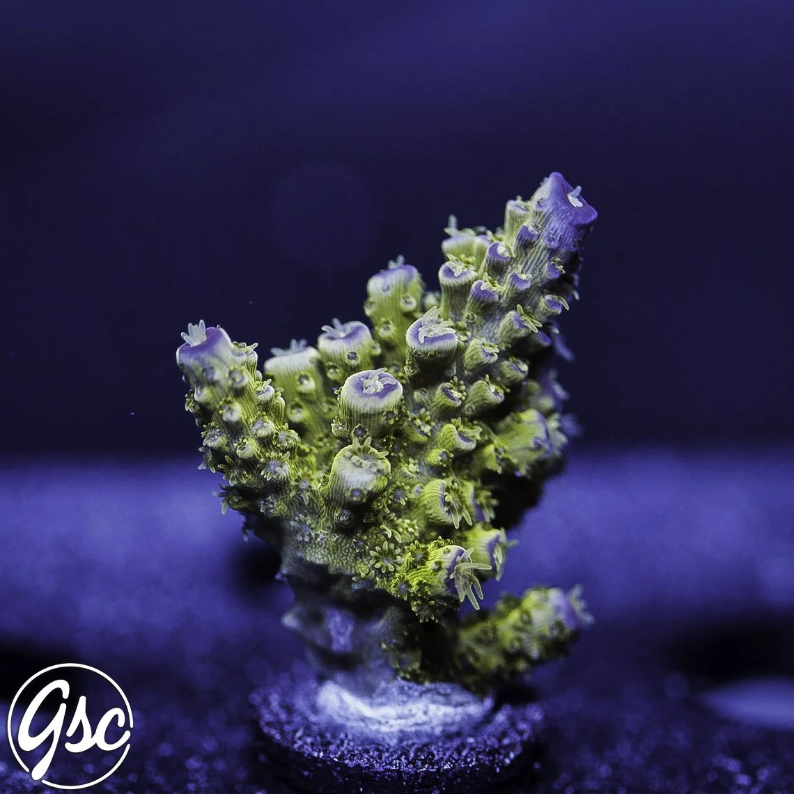 Golden State Corals - Aquacultured Corals