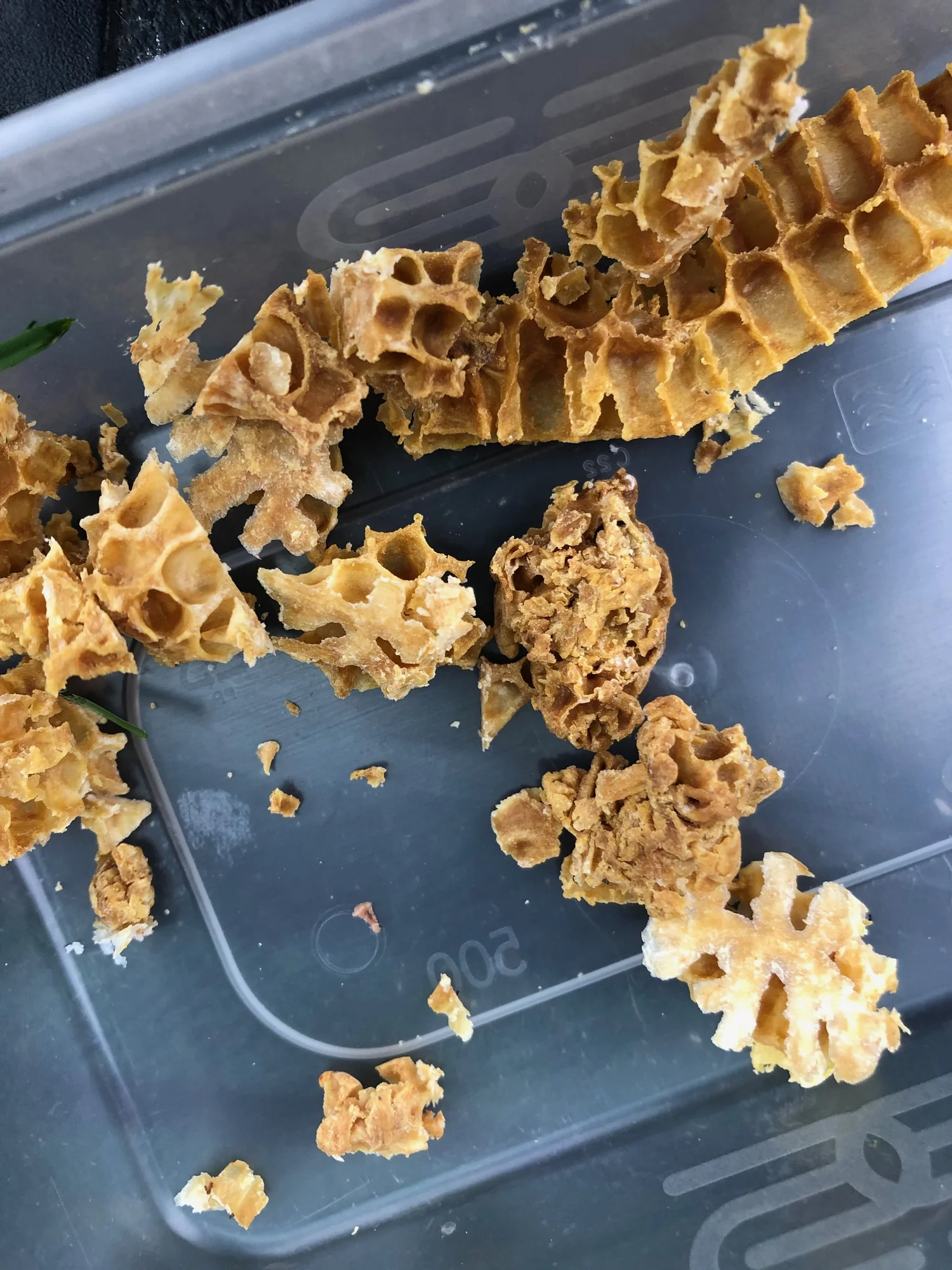 BAILEY COMB CHANGE DONE AND EXPLAINED! — MERIET DUNCAN