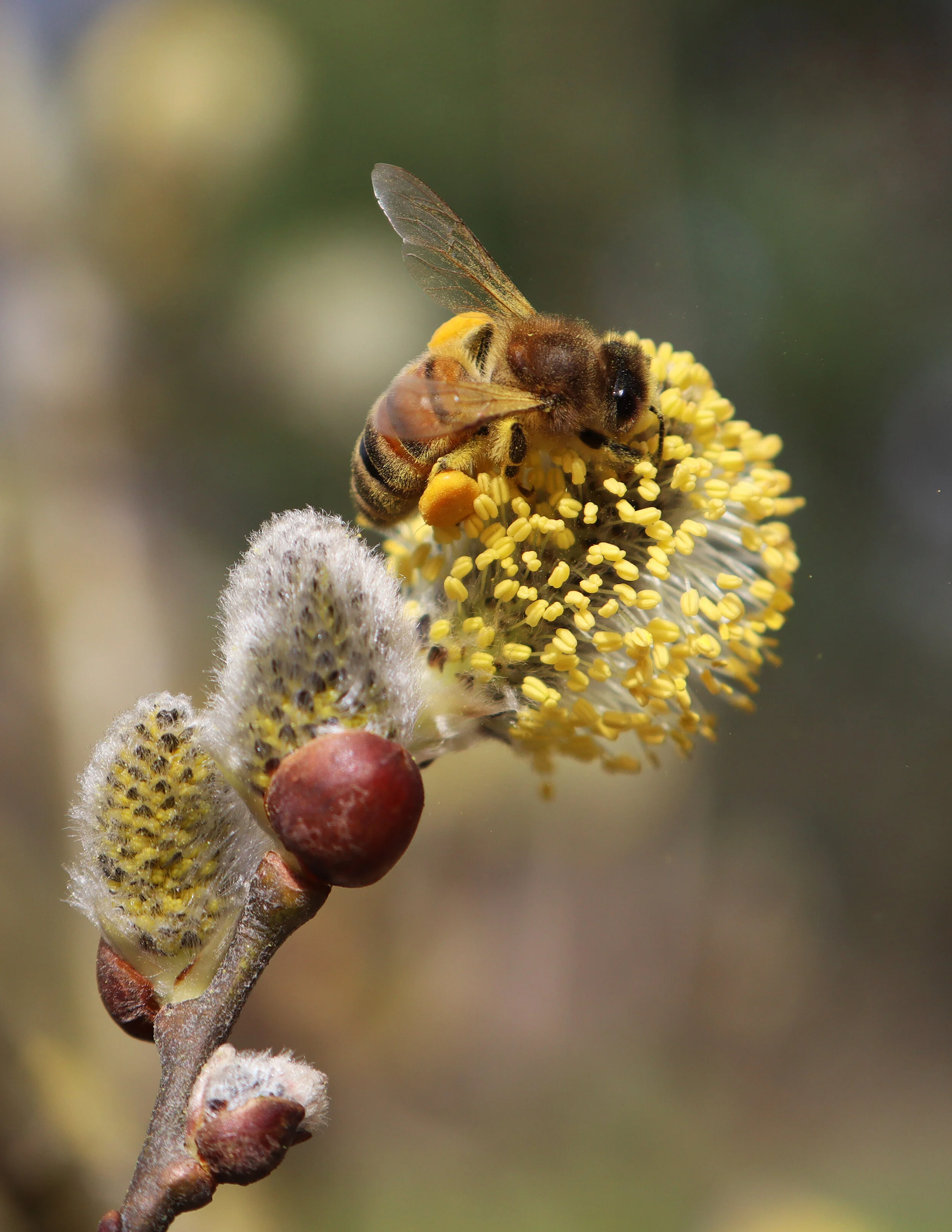 ONE DELIRIOUSLY HAPPY BEEKEEPER! — MERIET DUNCAN