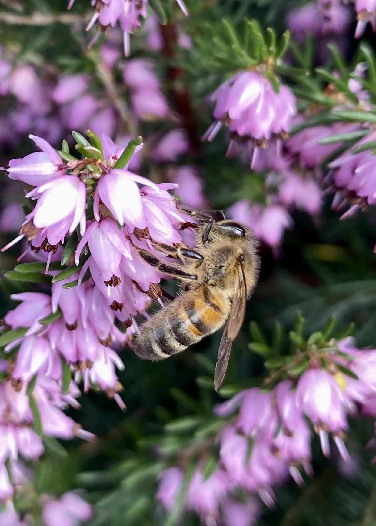 SPRING IS WHEN LIFE'S ALIVE IN EVERYTHING — THE QUEEN BEE