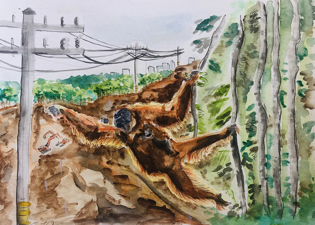 Deforestation Before And After Drawing Home Team Europe Initiative