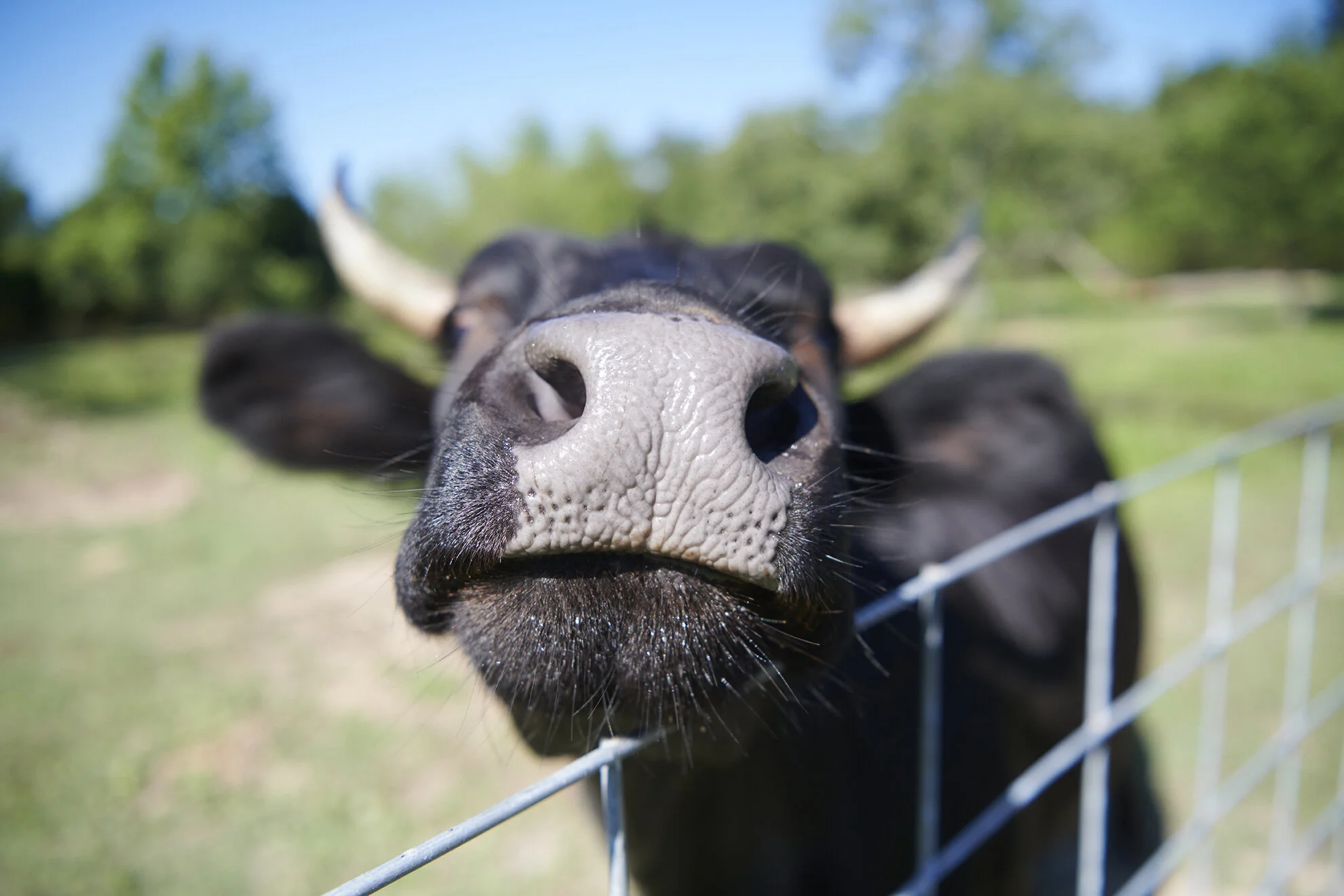 Austin Farm Sanctuary