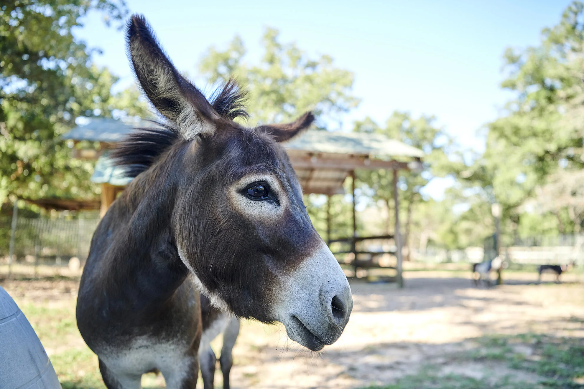 Austin Farm Sanctuary
