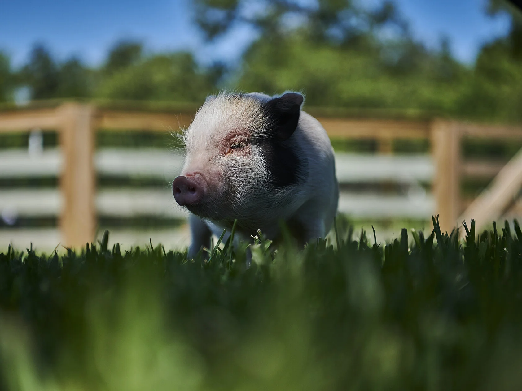 Austin Farm Sanctuary