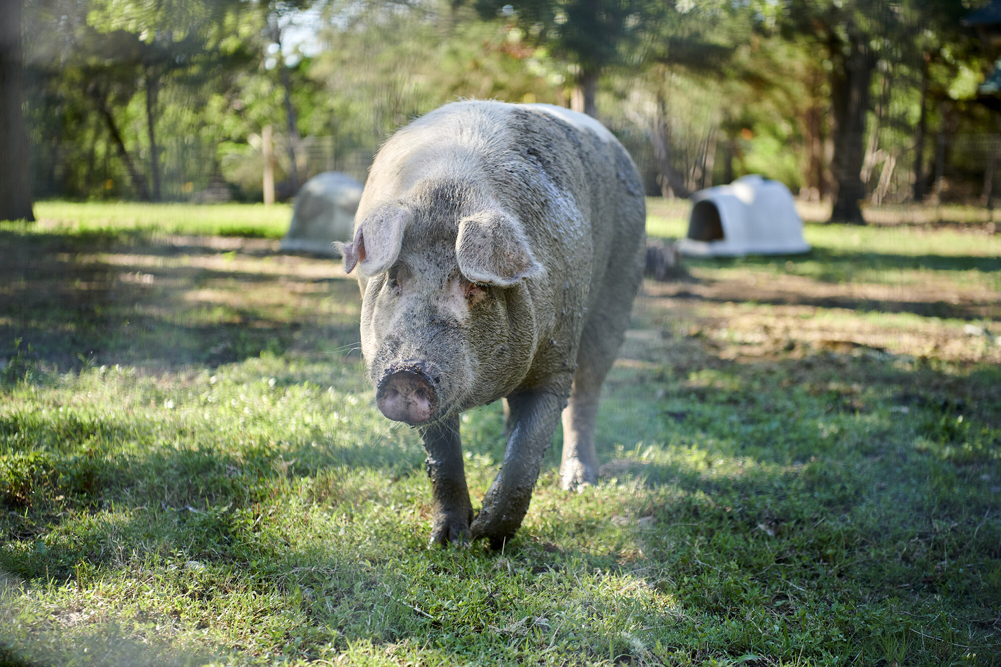 Austin Farm Sanctuary
