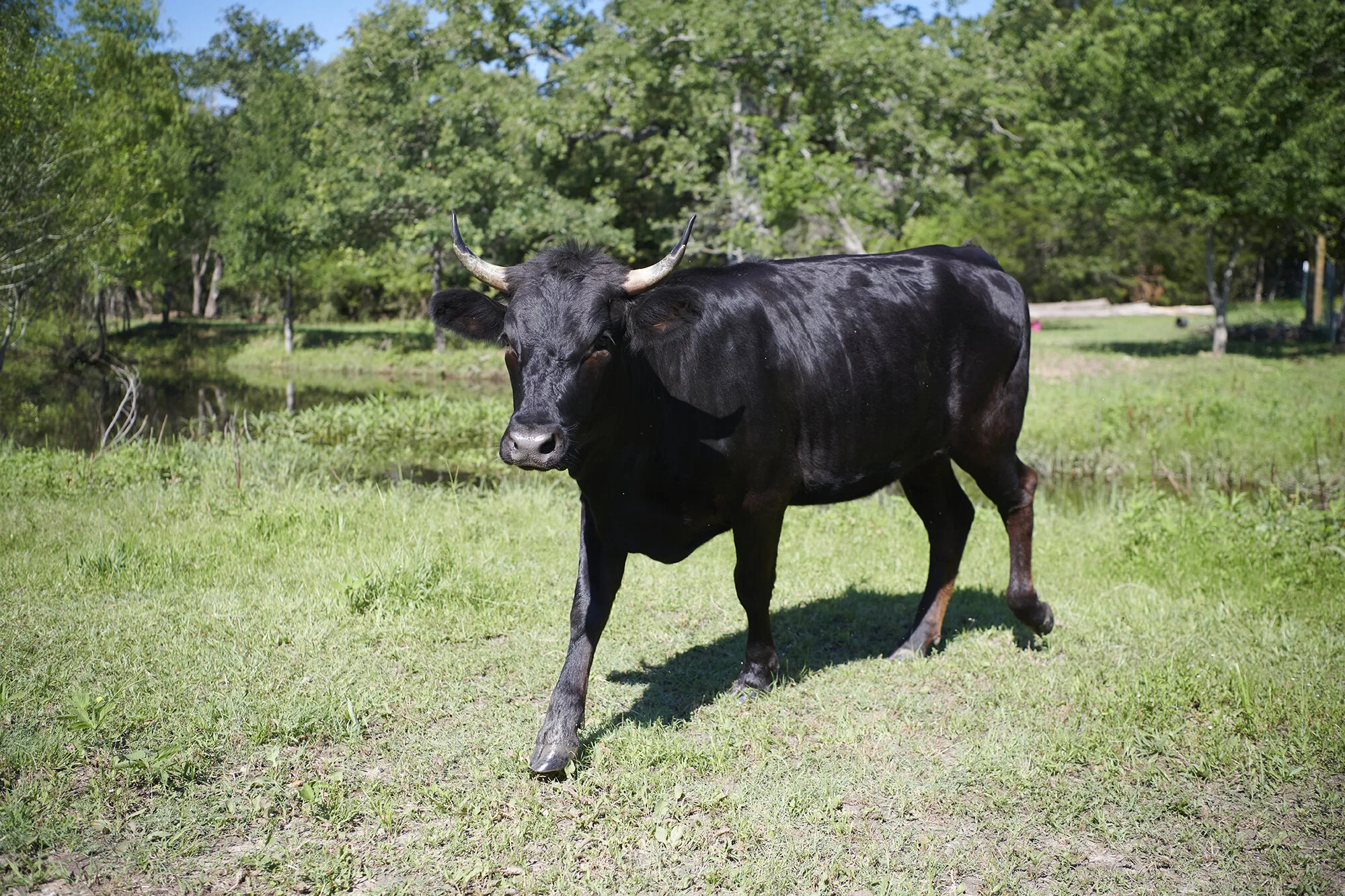 Austin Farm Sanctuary