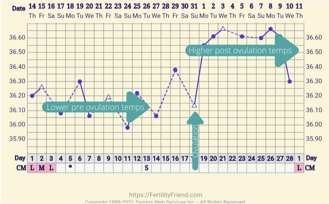Part 2: Help Please! Am I Ovulating? — Embrace Acupuncture