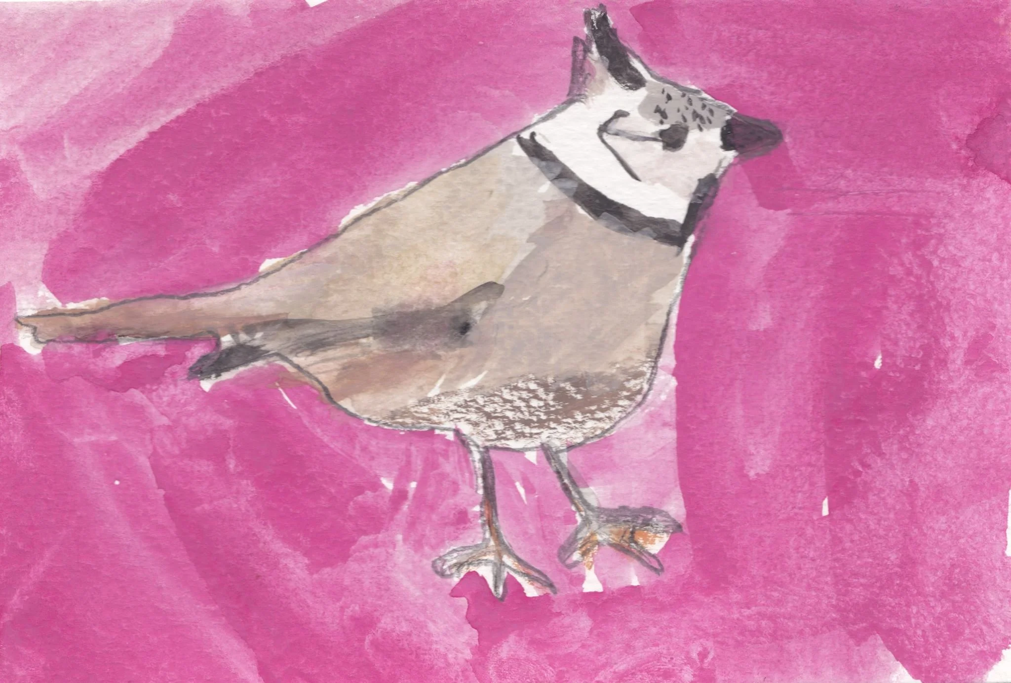 Eòin / Birds — a' siubhal nam frith-rathadan