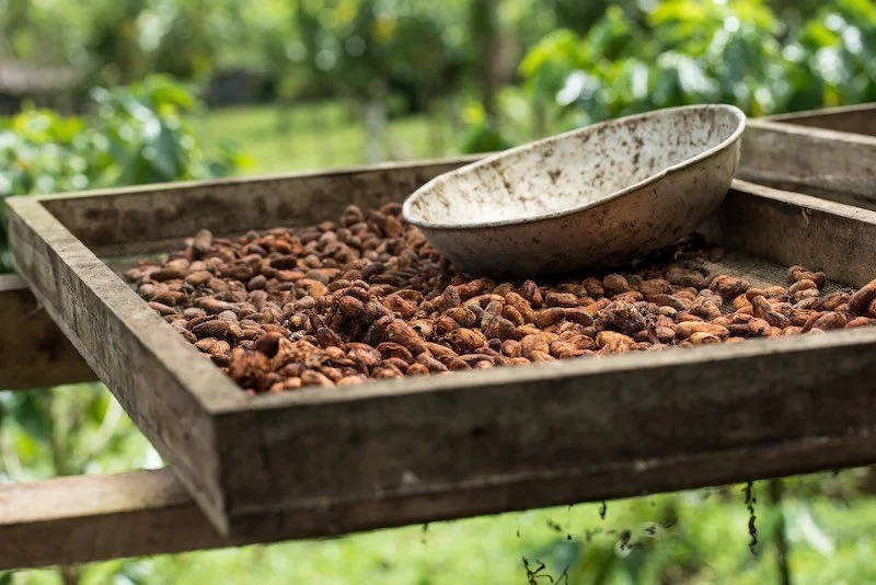 Become a Cacao Ceremony Facilitator in Peru — Experience a Life ...