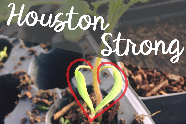 Houston Strong - Small Places