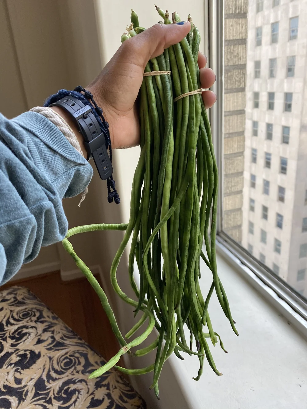 Yard Long Beans - Small Places