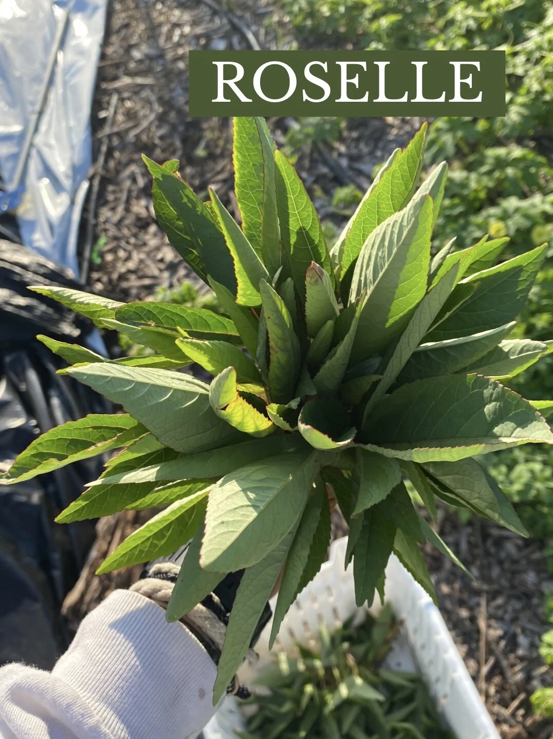 Produce Spotlight: Roselle! - Small Places | Lugarcitos