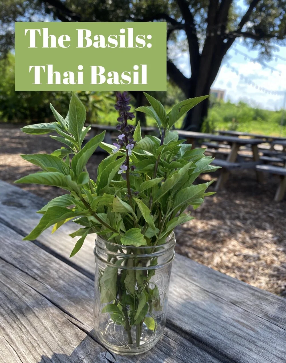 Produce Spotlight: Thai Basil - Small Places