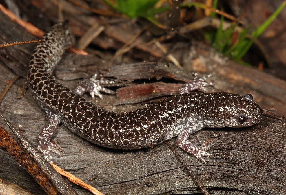 Save the Salamanders, Save the Spring? — Conservation Florida