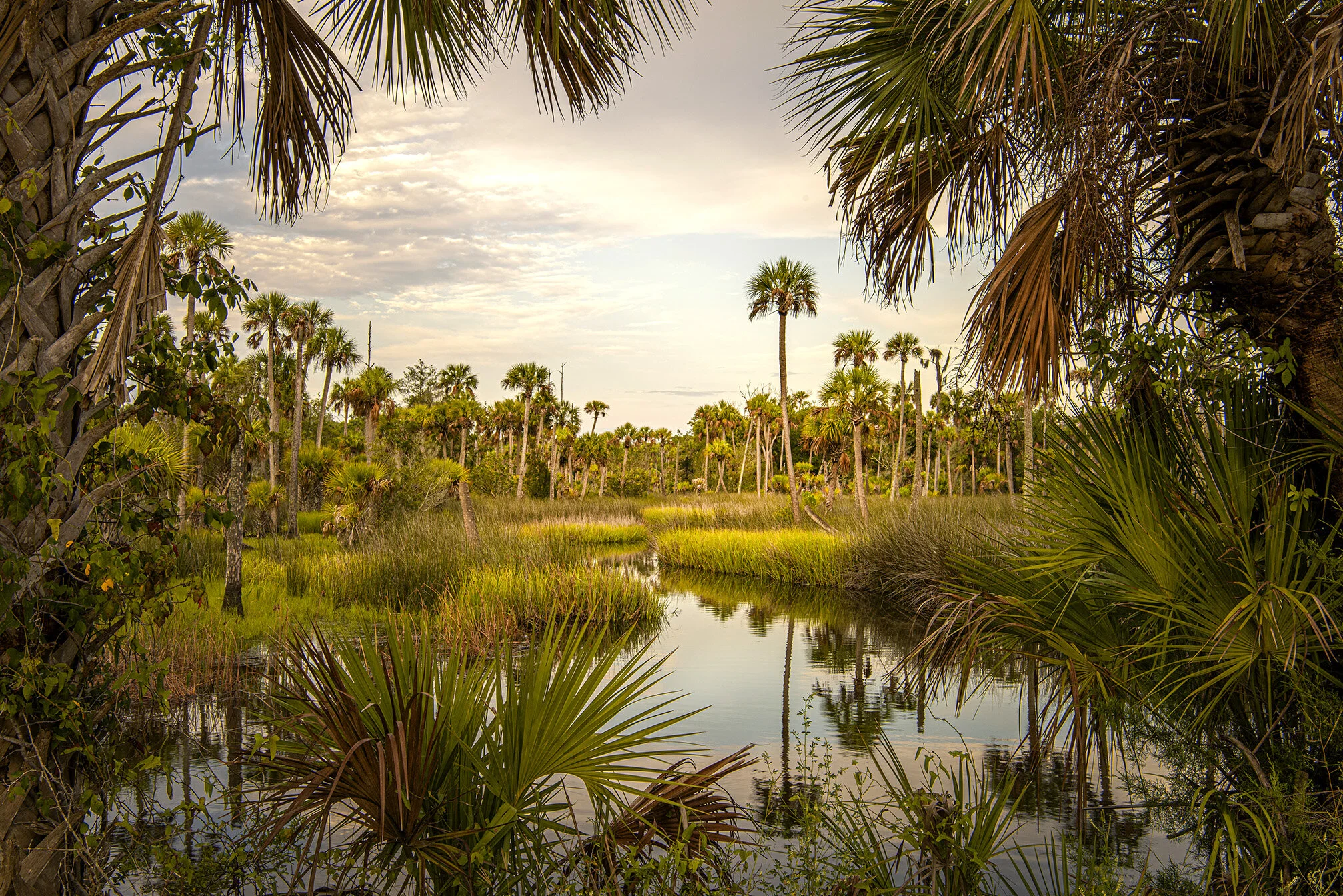 Thank you for 20 amazing years of land protection! — Conservation Florida