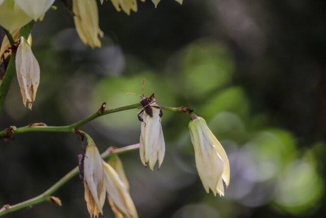 D Ranch — Conservation Florida