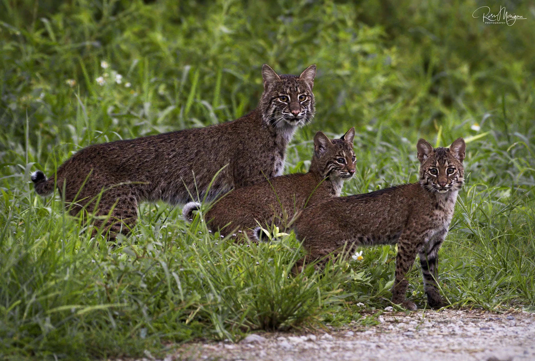 Florida Wildlife Corridor — Conservation Florida