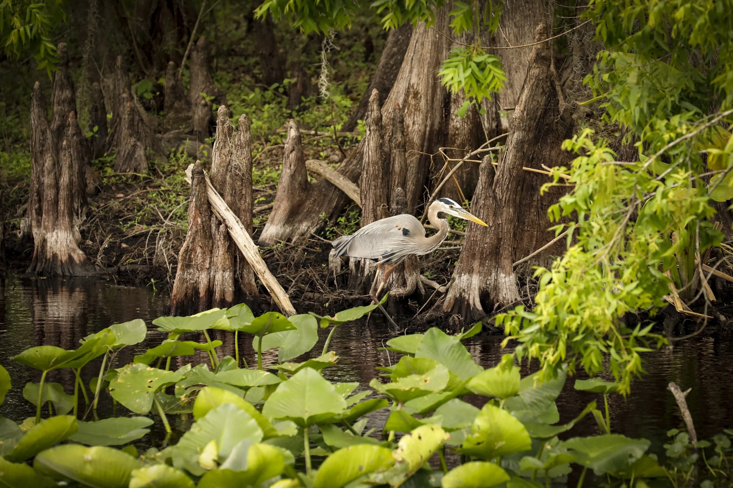 Florida Wildlife Corridor — Conservation Florida