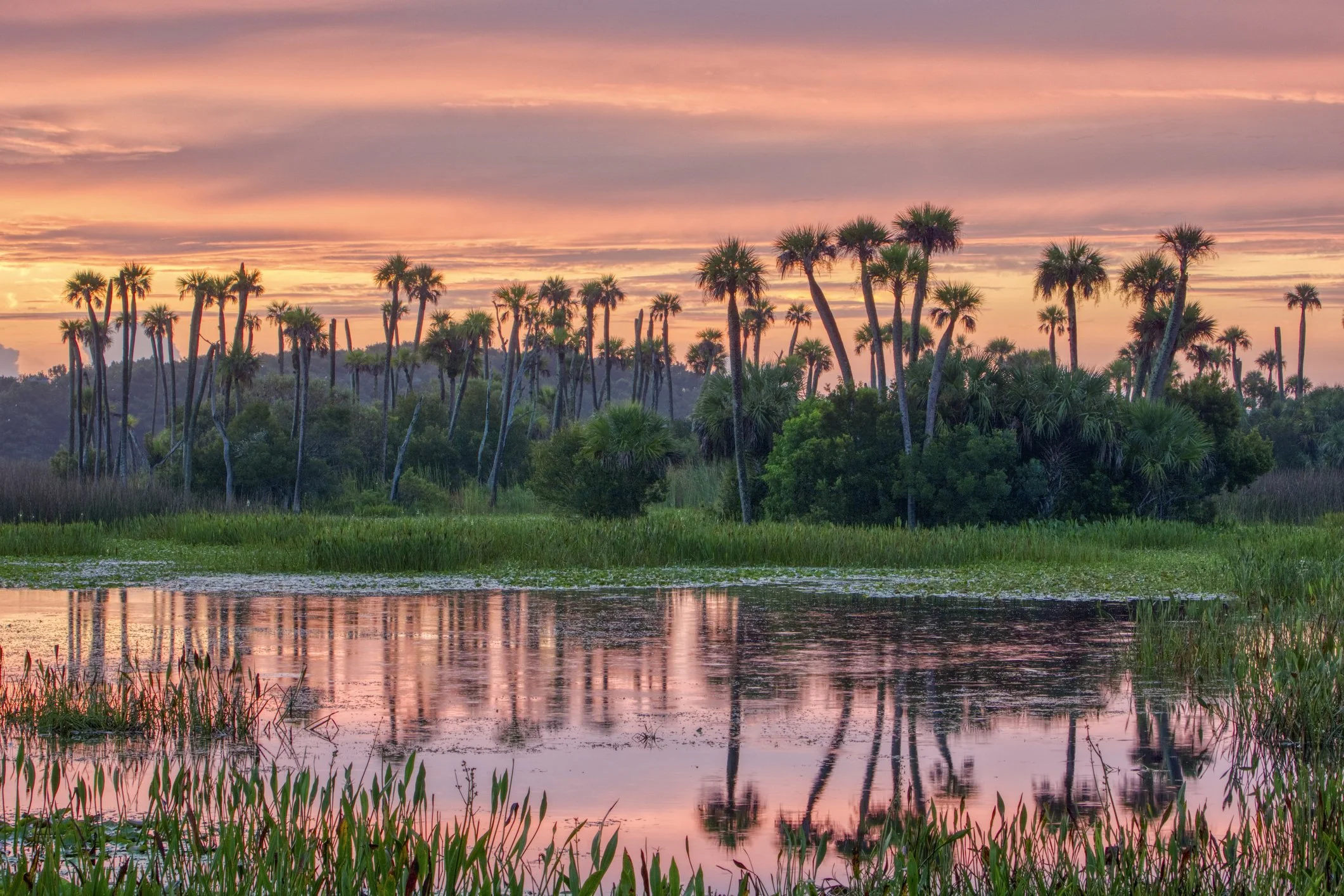 Conservation Florida