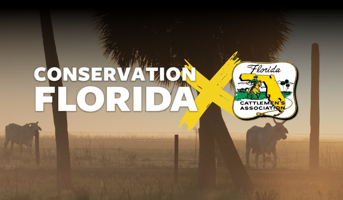 News — Conservation Florida