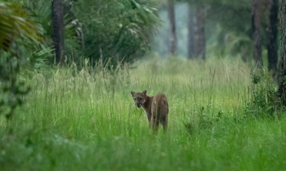 Conservation Florida