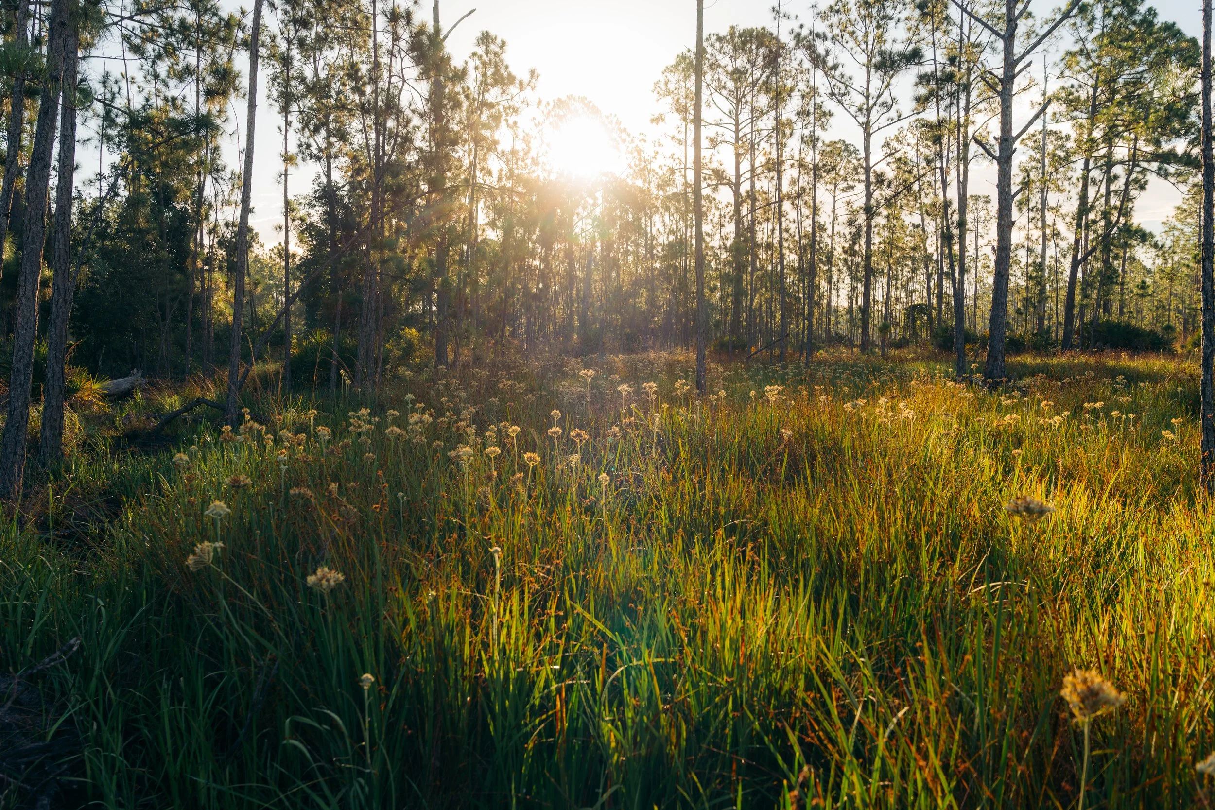 Conservation Florida Announces Spring 2025 Public Opening of Volusia ...