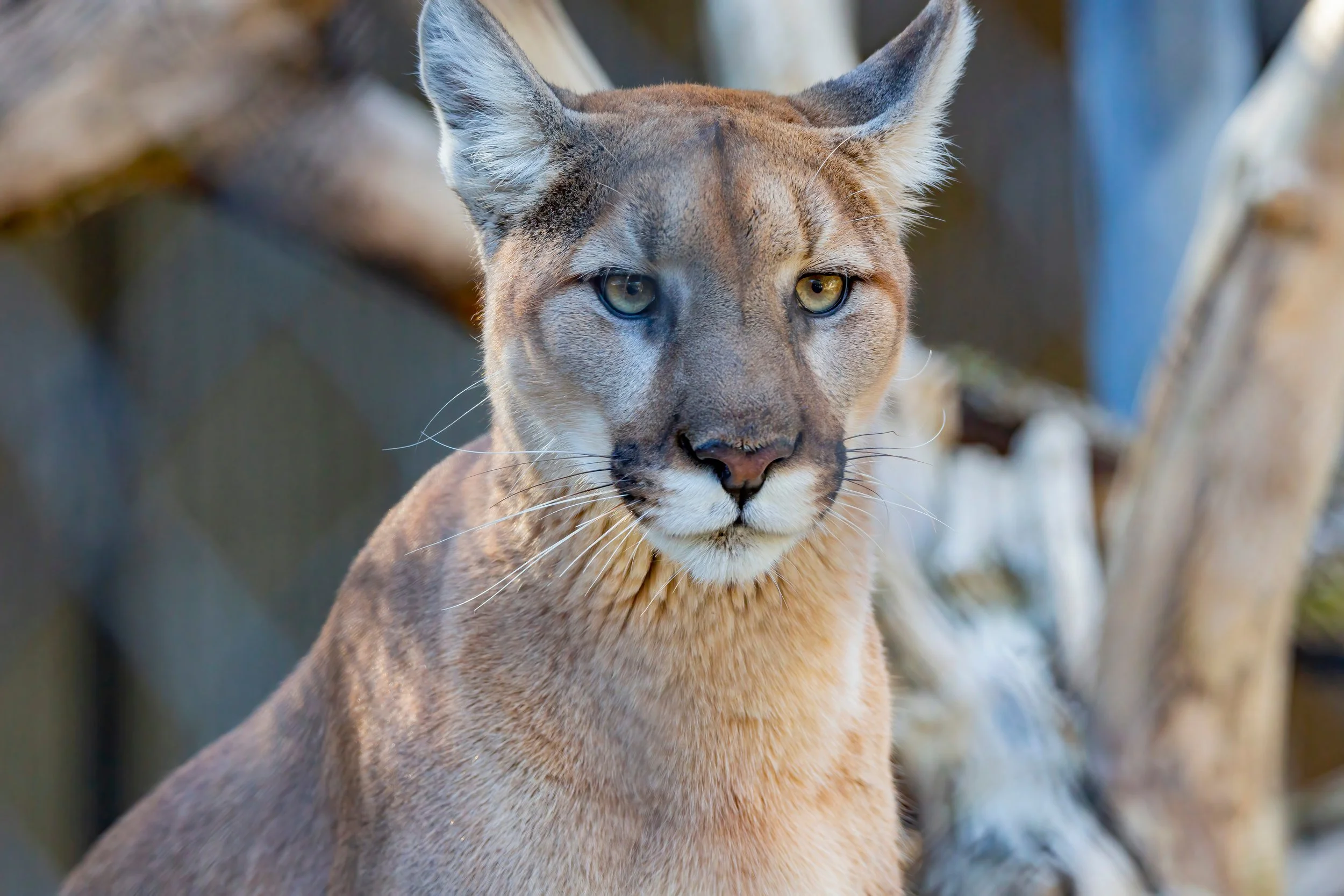 Conservation Florida