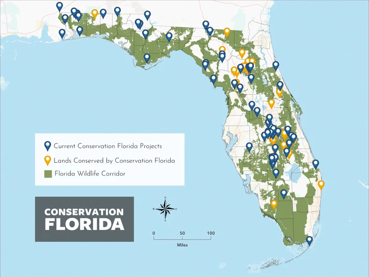 The Future of Florida Panthers Depends on Conservation — Conservation ...