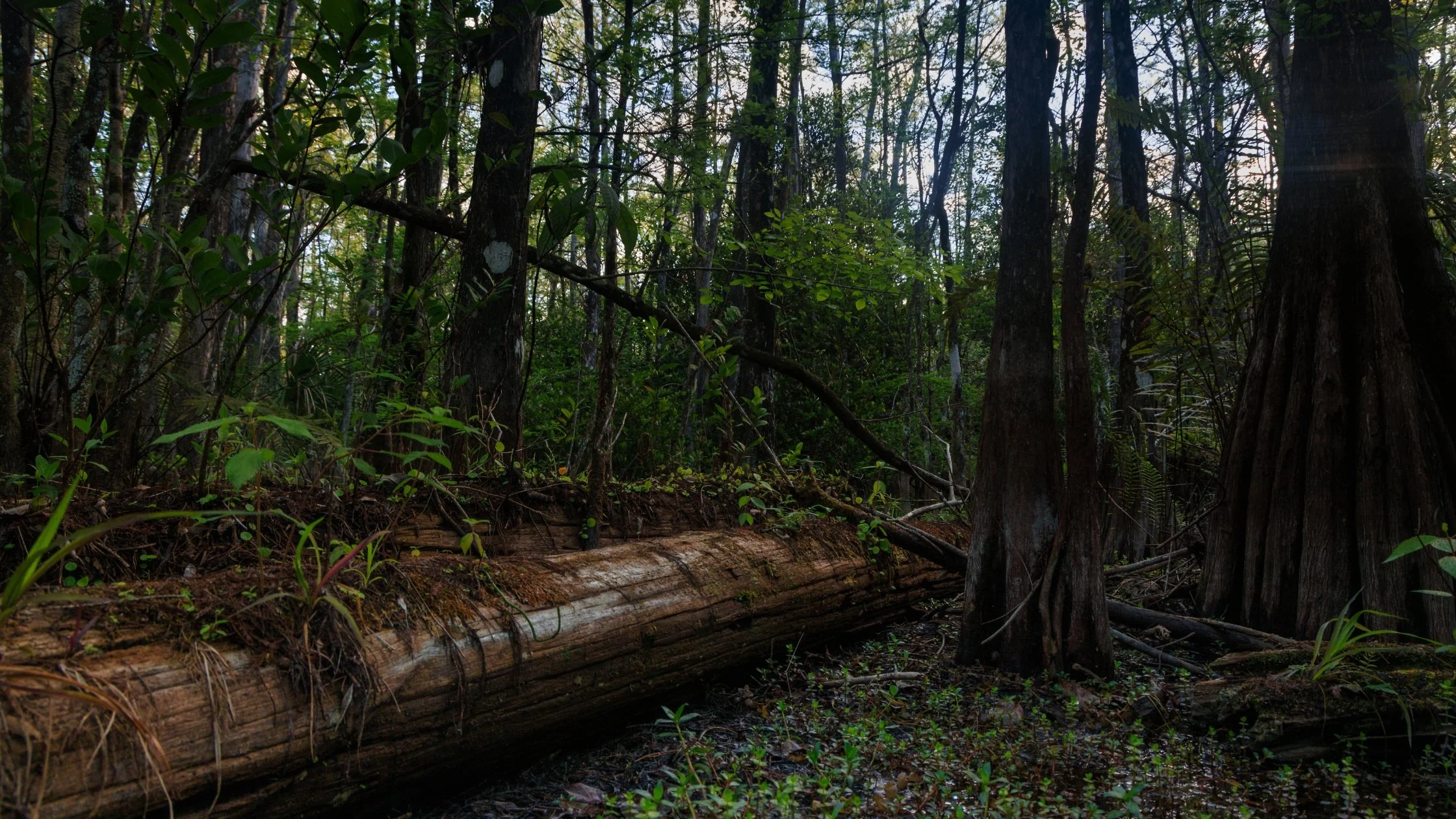 Conservation Florida Expands Florida’s Largest State Park to Protect ...