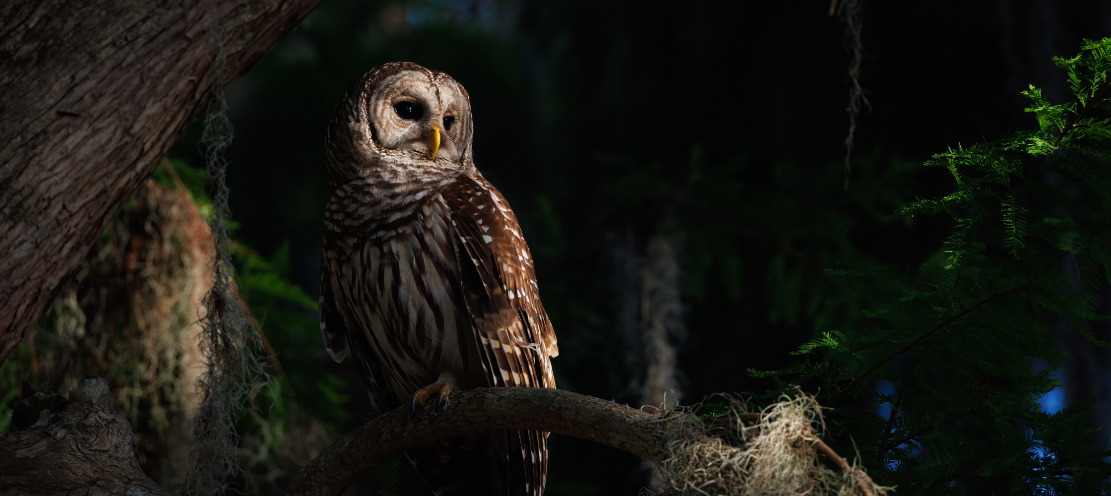 The 2026 Sunshine State Soirée: Florida At NighT — Conservation Florida