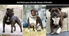 Coat Colours in Staffords Explained — ZERACIOUS