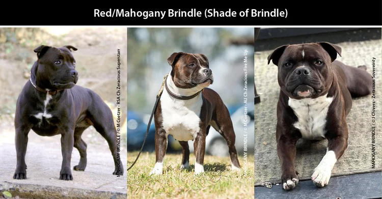 Coat Colours in Staffords Explained — ZERACIOUS