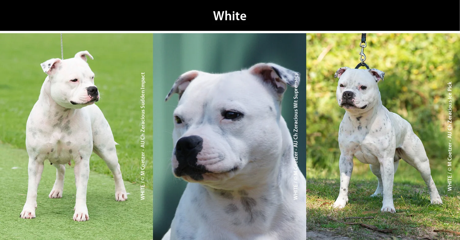 Coat Colours in Staffords Explained — ZERACIOUS