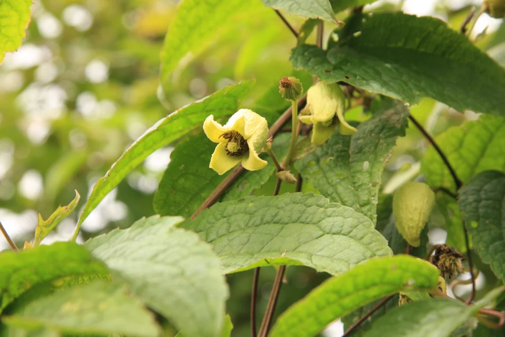 Garden in the Himalayas, Native plants of Nepal, Plant Hunting ...