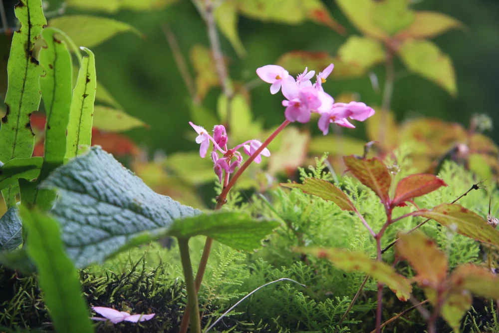 Garden in the Himalayas, Native plants of Nepal, Plant Hunting ...