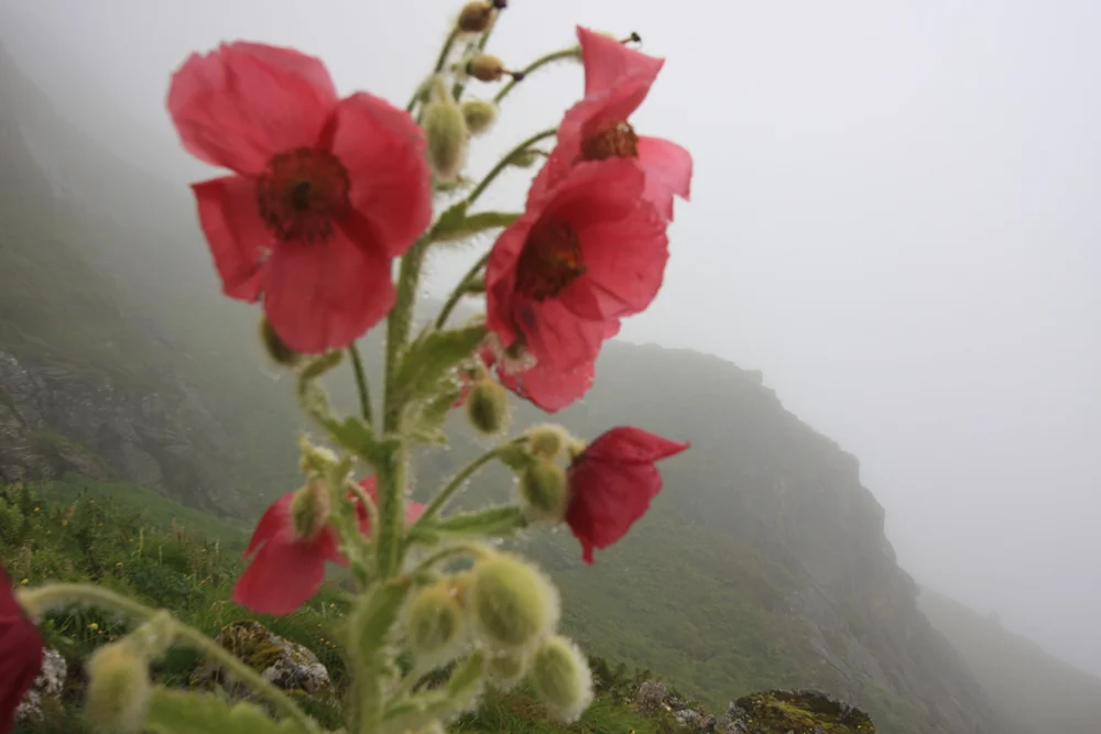 Garden in the Himalayas, Native plants of Nepal, Plant Hunting ...