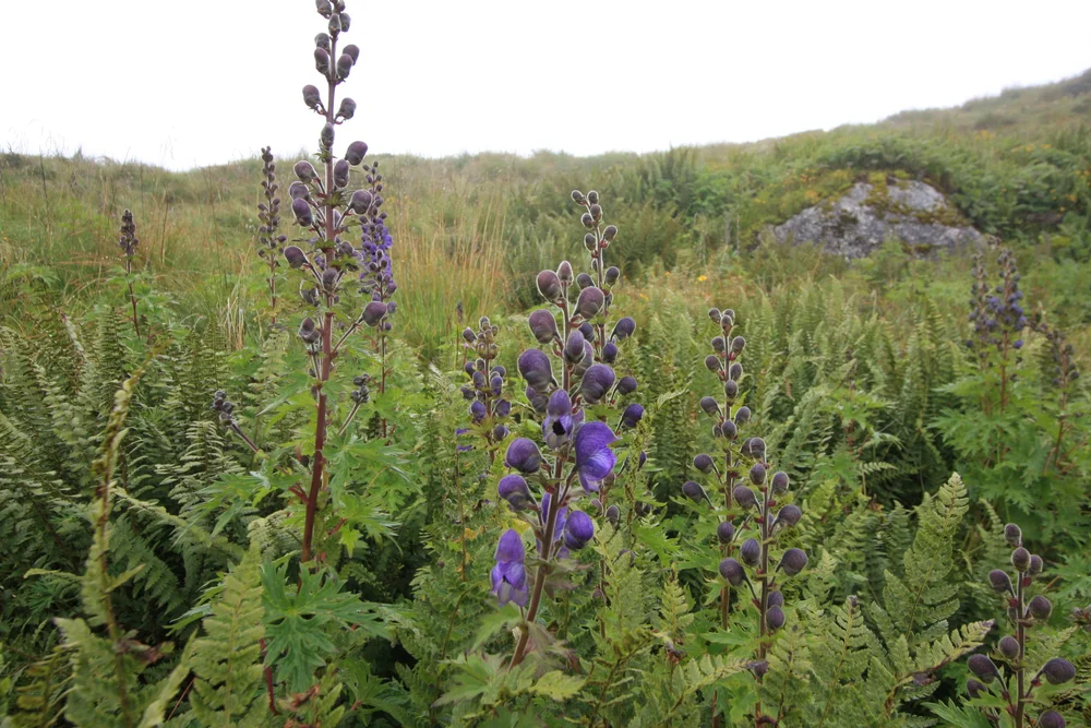 Garden in the Himalayas, Native plants of Nepal, Plant Hunting ...