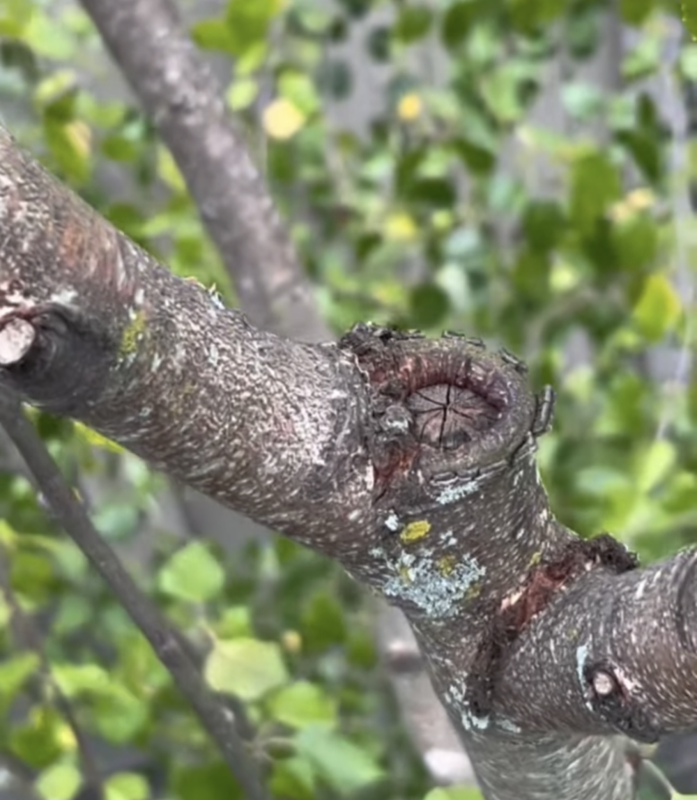 A VIEW FROM THE FIELD - REVISITING PROPER REDUCTION CUTS — Tree Awareness