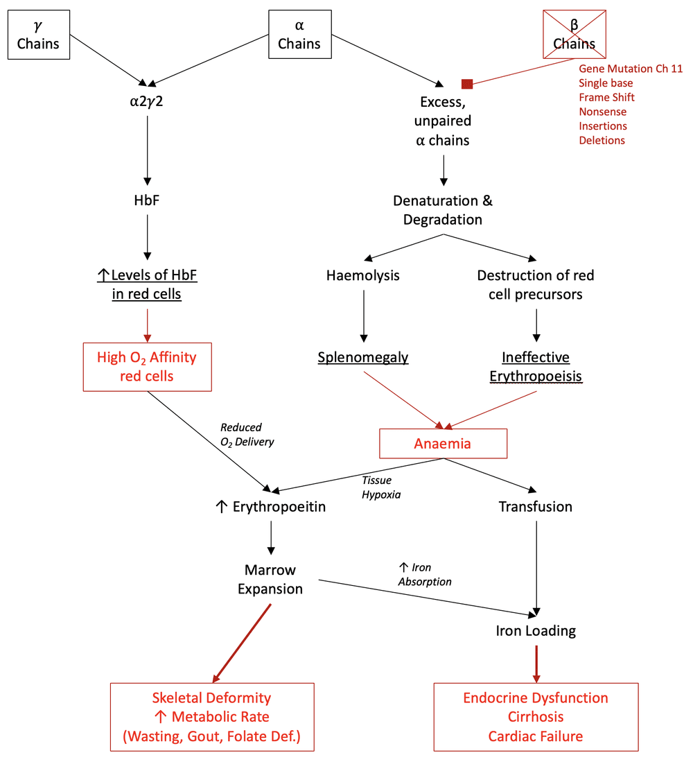 Thalassaemia — HaemBase