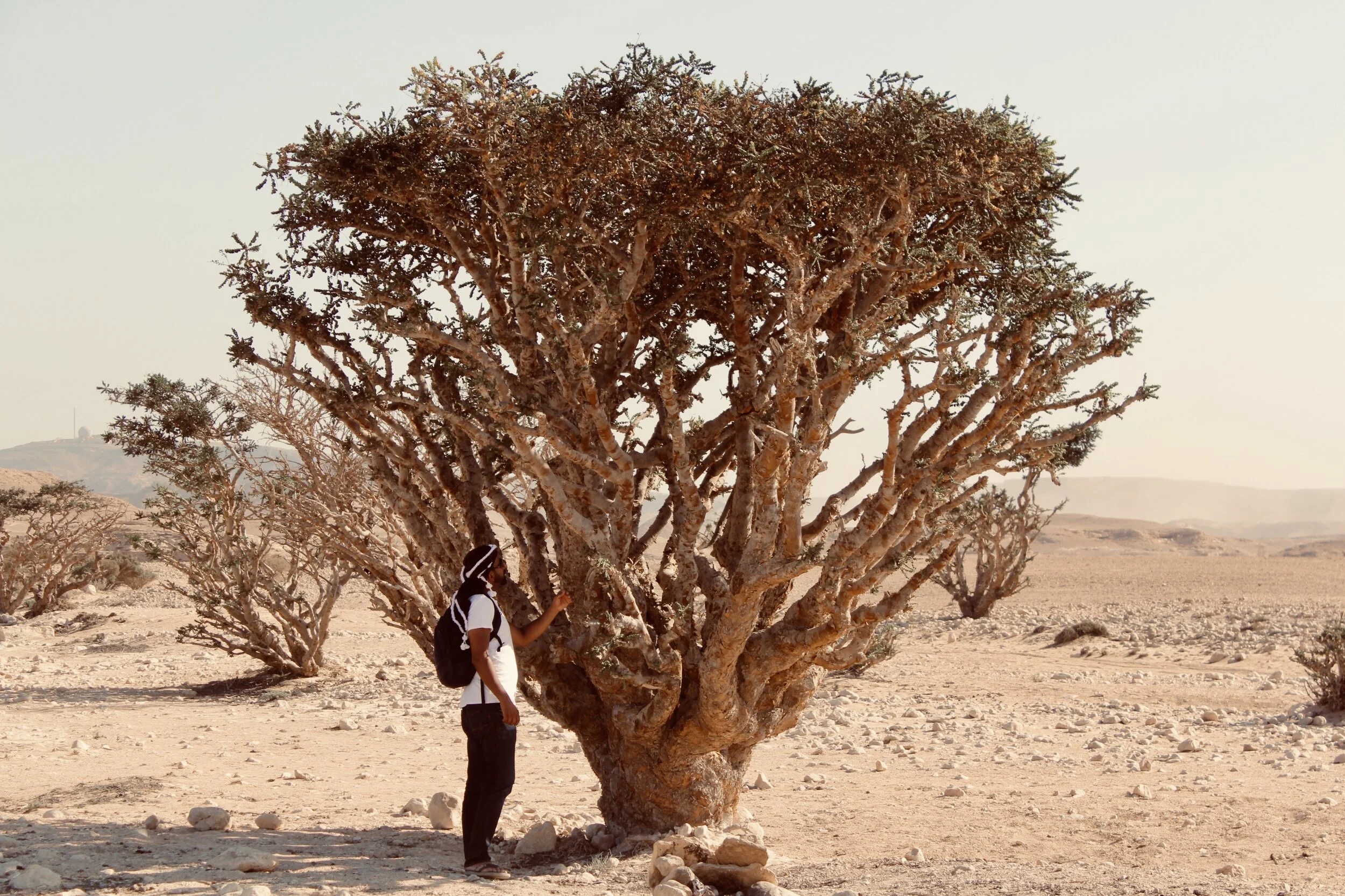 House of Frankincense